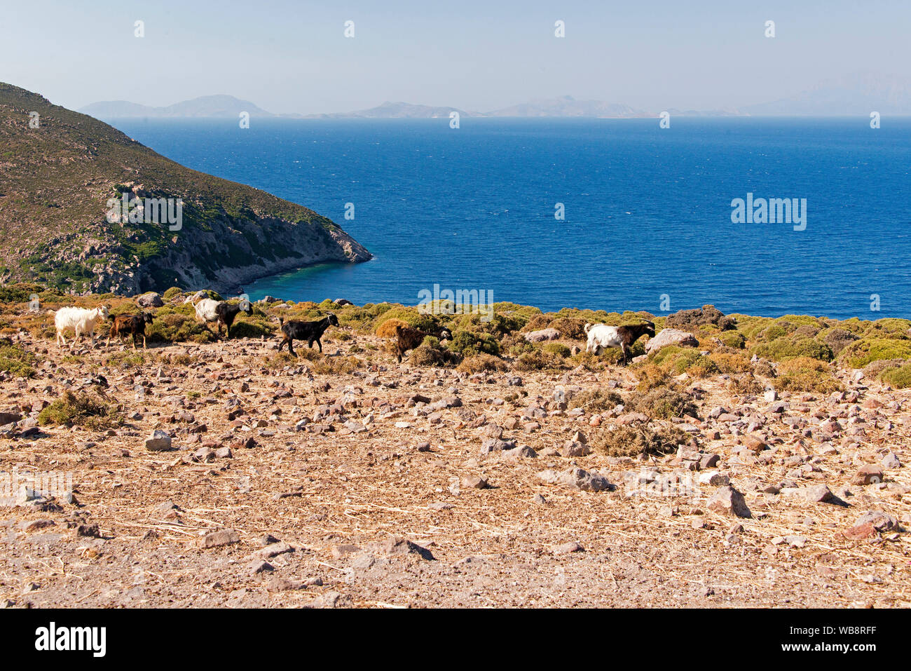 Cows field greece hi-res stock photography and images - Alamy