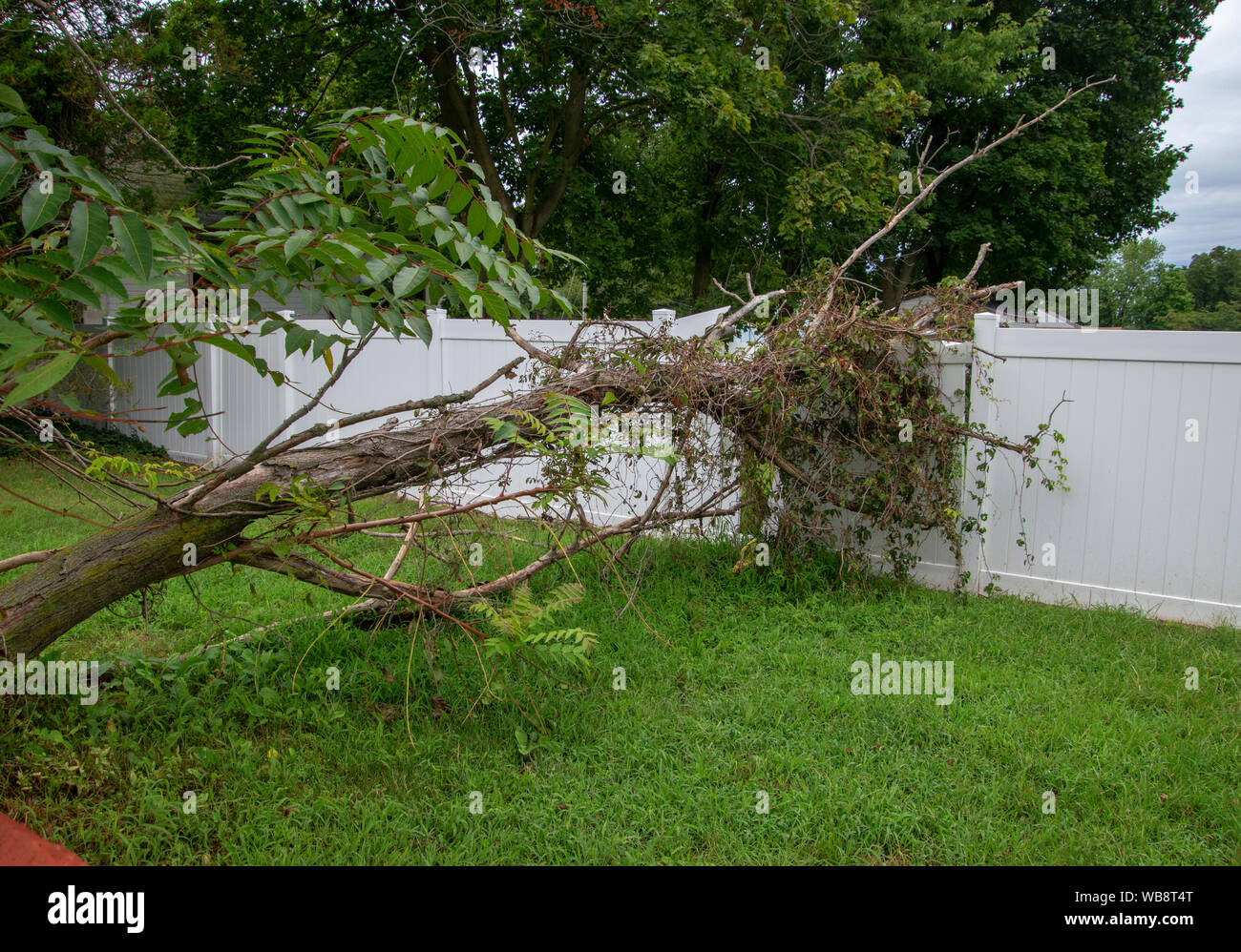 Tree cut metal fence hi-res stock photography and images - Alamy