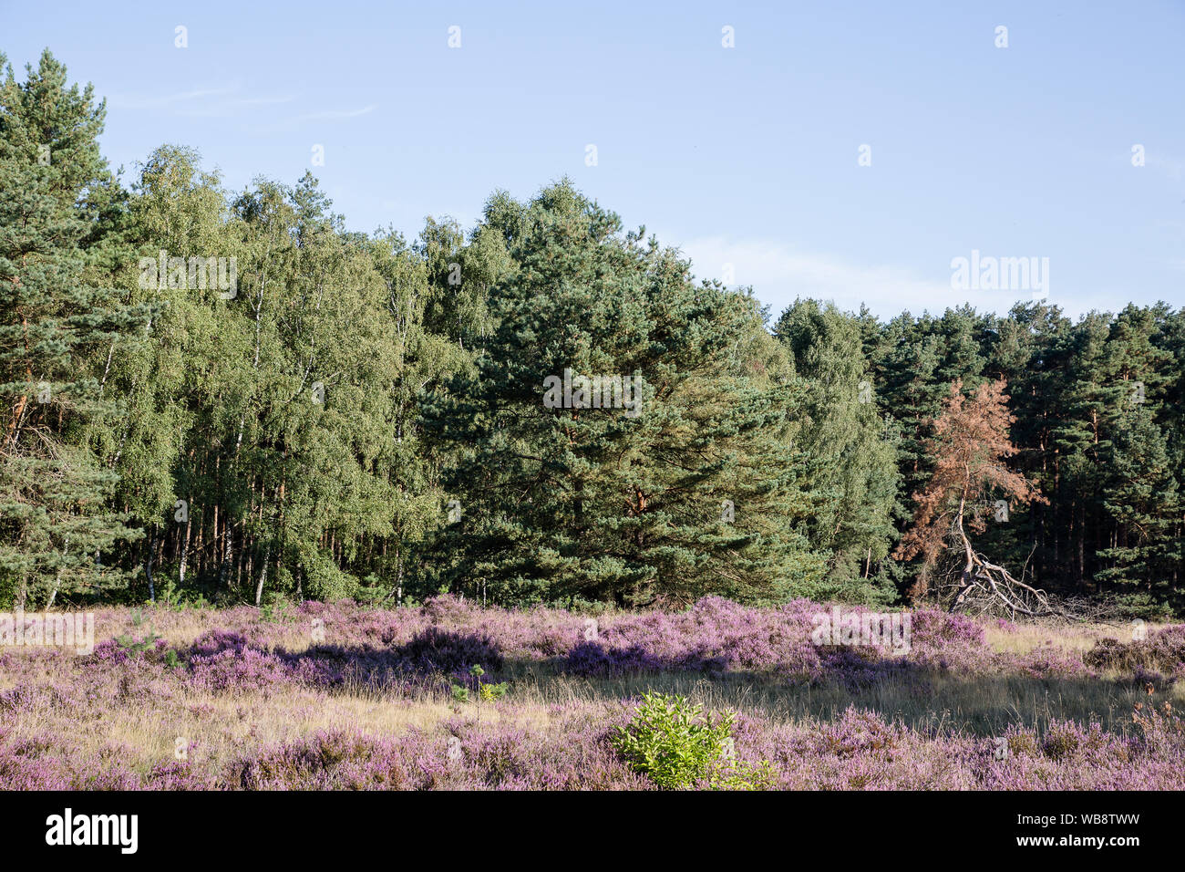 Heathland and moorland hi-res stock photography and images - Alamy
