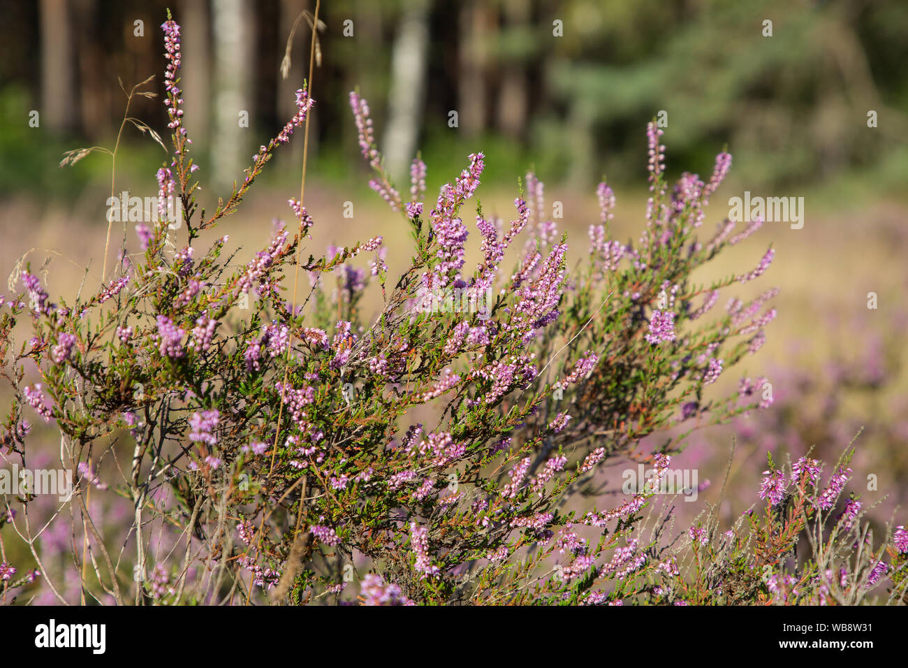 Heathland and moorland hi-res stock photography and images - Alamy