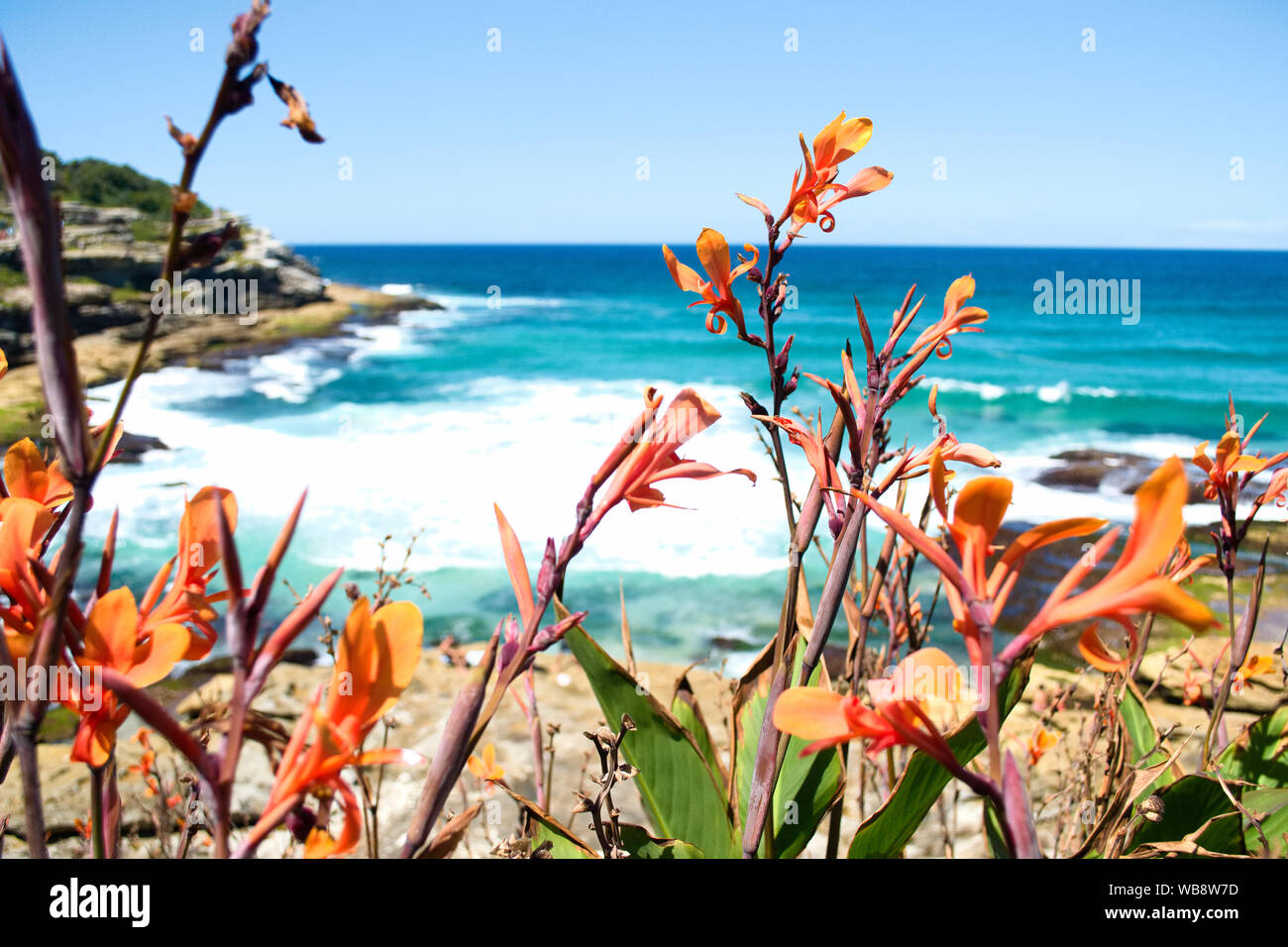 Orange Tropical Flowers High Resolution Stock Photography and Images ...