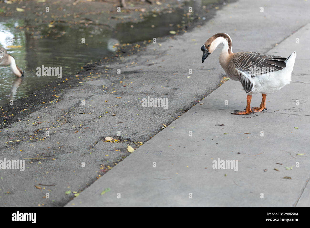 Adult Goose in the farm Stock Photo - Alamy