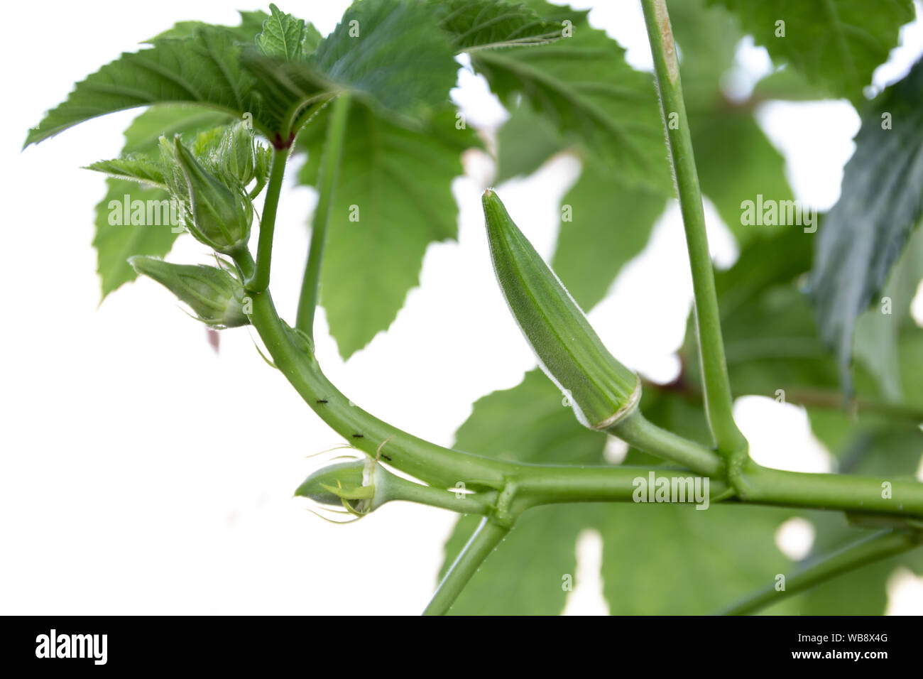 Okra, Ochro, Gumbo, Lady’s finger on their plant Stock Photo - Alamy