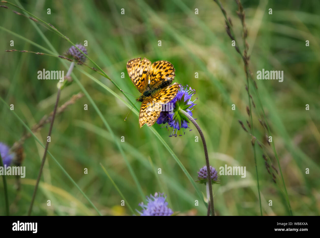 A Titania's fritillary butterfly (Boloria Titania) on a purple flower ...