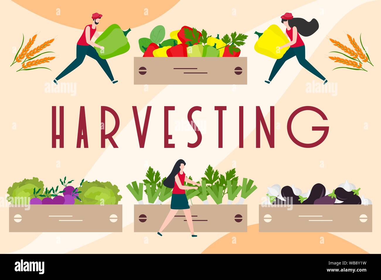Vector illustration with people harvesting vegetables, boxes ...