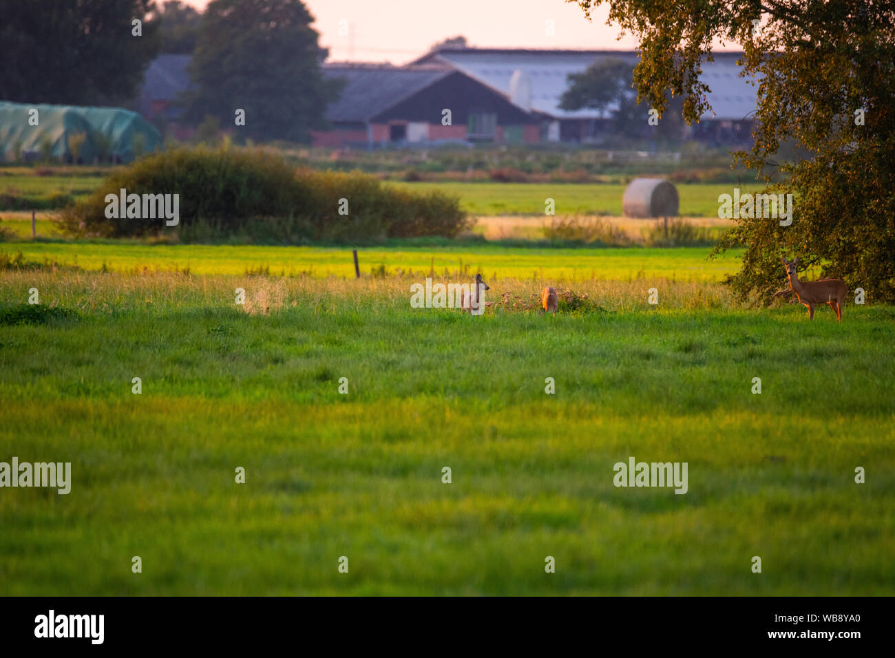 in the evening you can see deer in the fields Stock Photo - Alamy