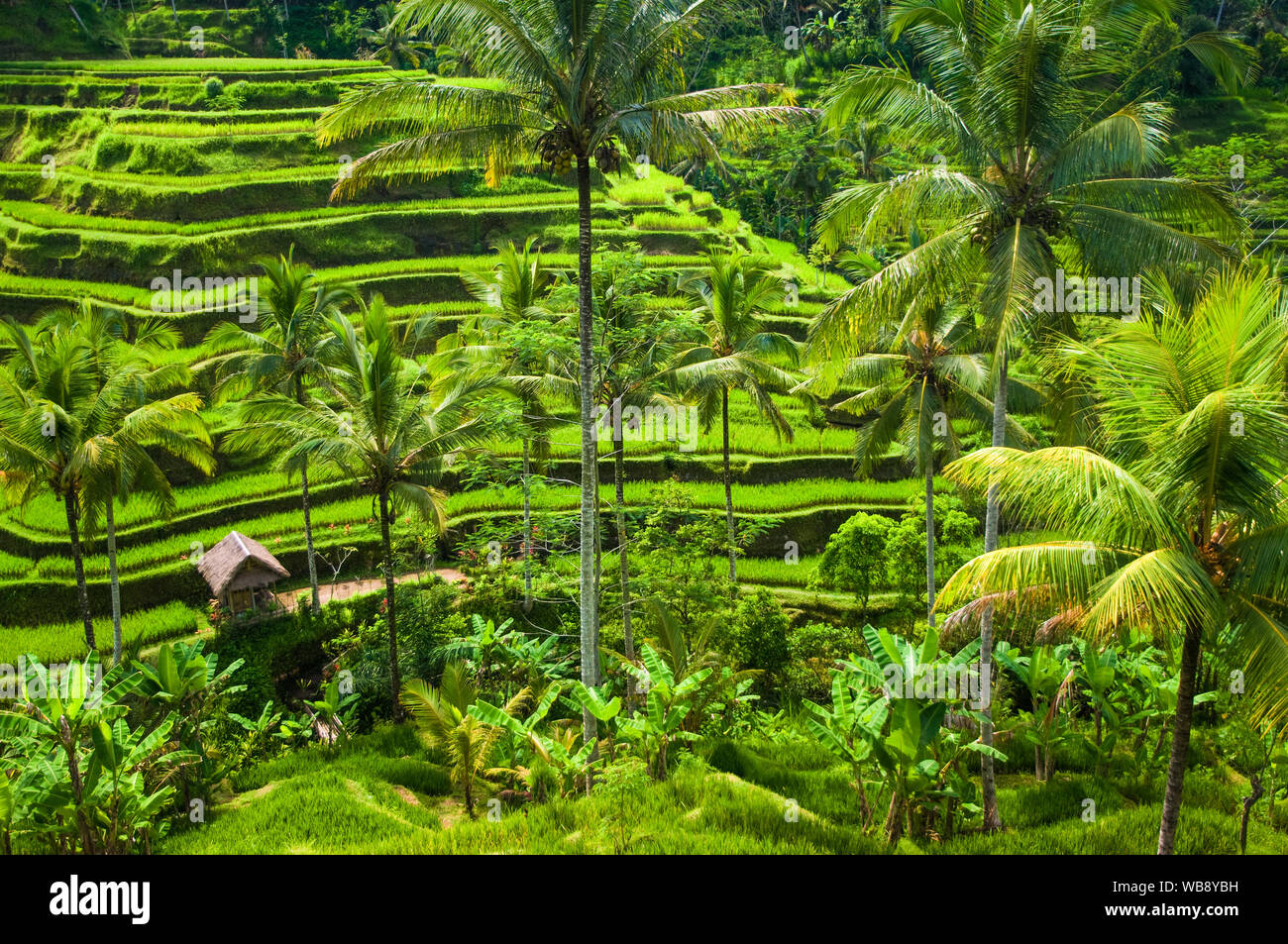Green terrace rice fields in Ubud, Bali, Indonesia Stock Photo - Alamy