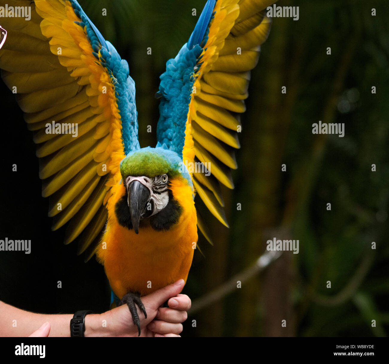 Blue And Gold Macaw Wings