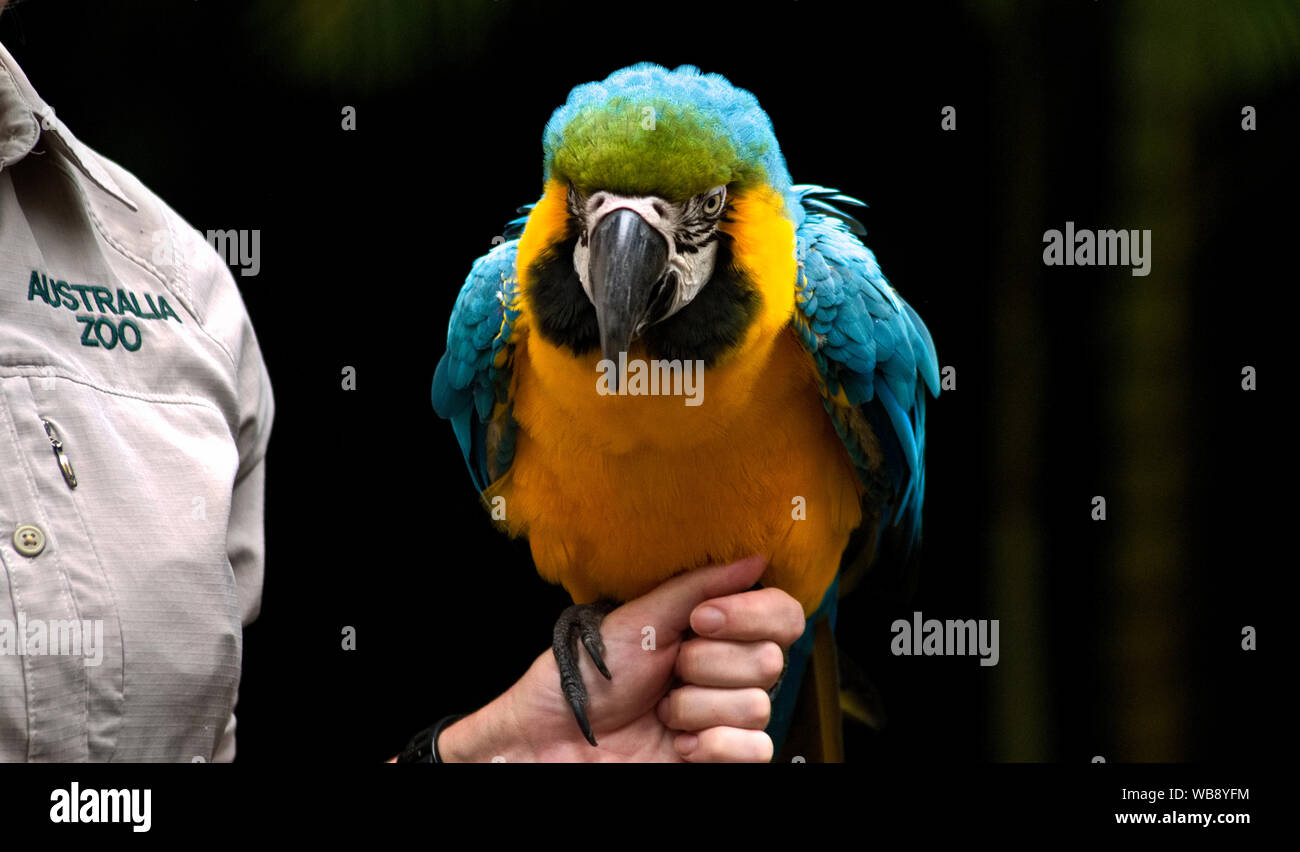 Blue and gold / yellow macaw sitting on a female hand in a zoo Stock ...