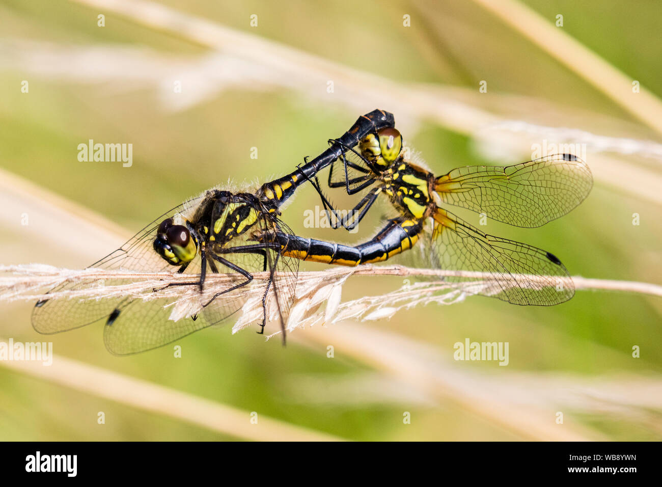 Male and female black darter dragonflies mating in mid Wales summer ...