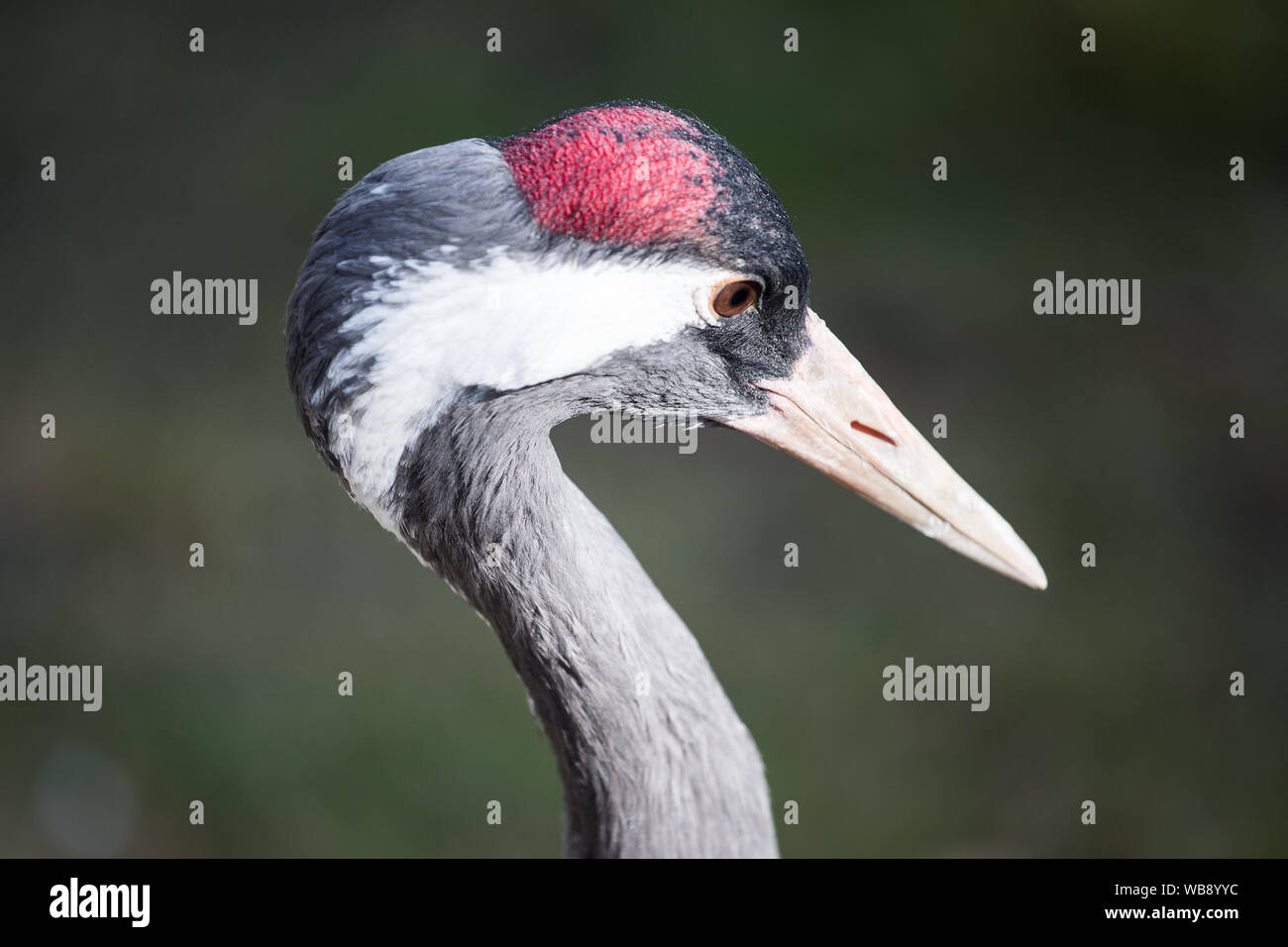 Japanese water crane hi-res stock photography and images - Alamy