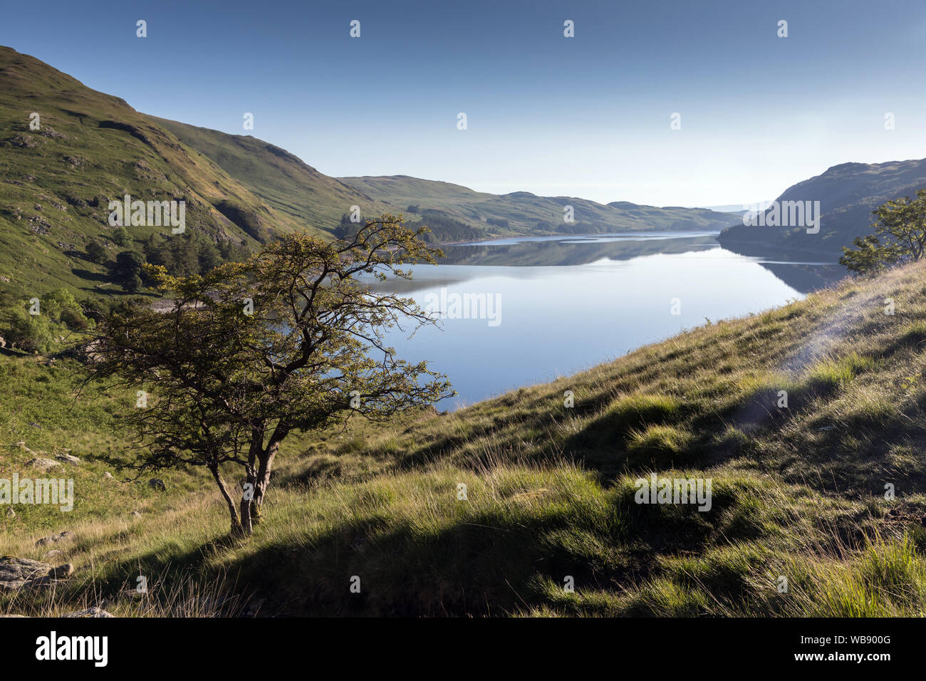 Tree at haweswater hi-res stock photography and images - Alamy