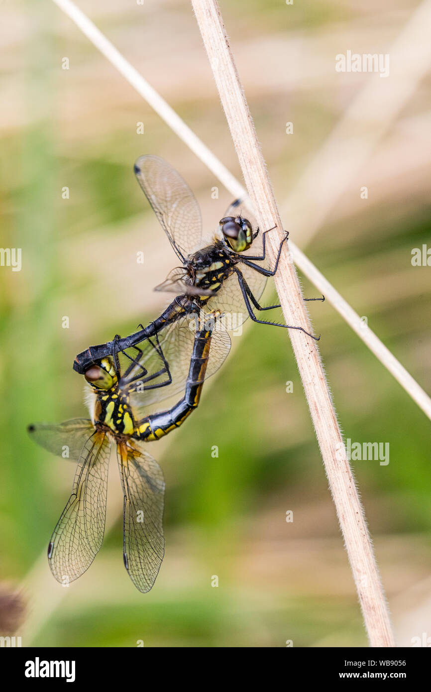 Mating darter dragonflies hi-res stock photography and images - Alamy