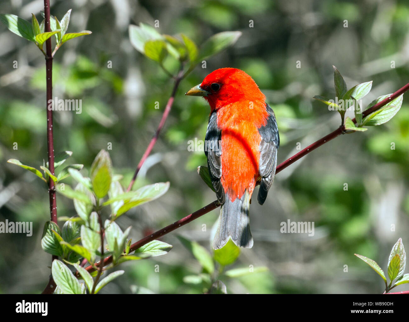 Nesting in canadian forests hi-res stock photography and images - Alamy
