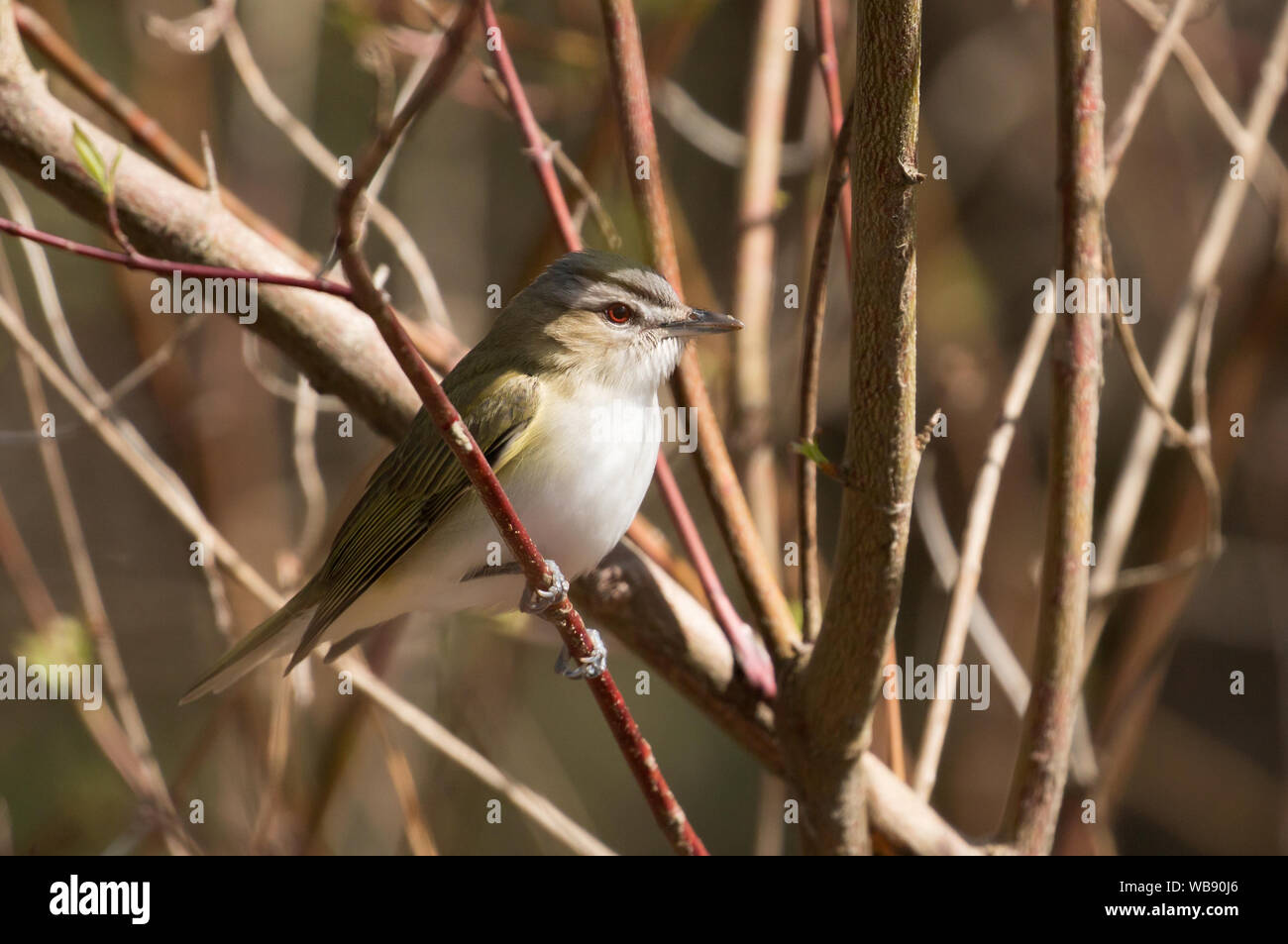 Vireo dogwood hi-res stock photography and images - Alamy
