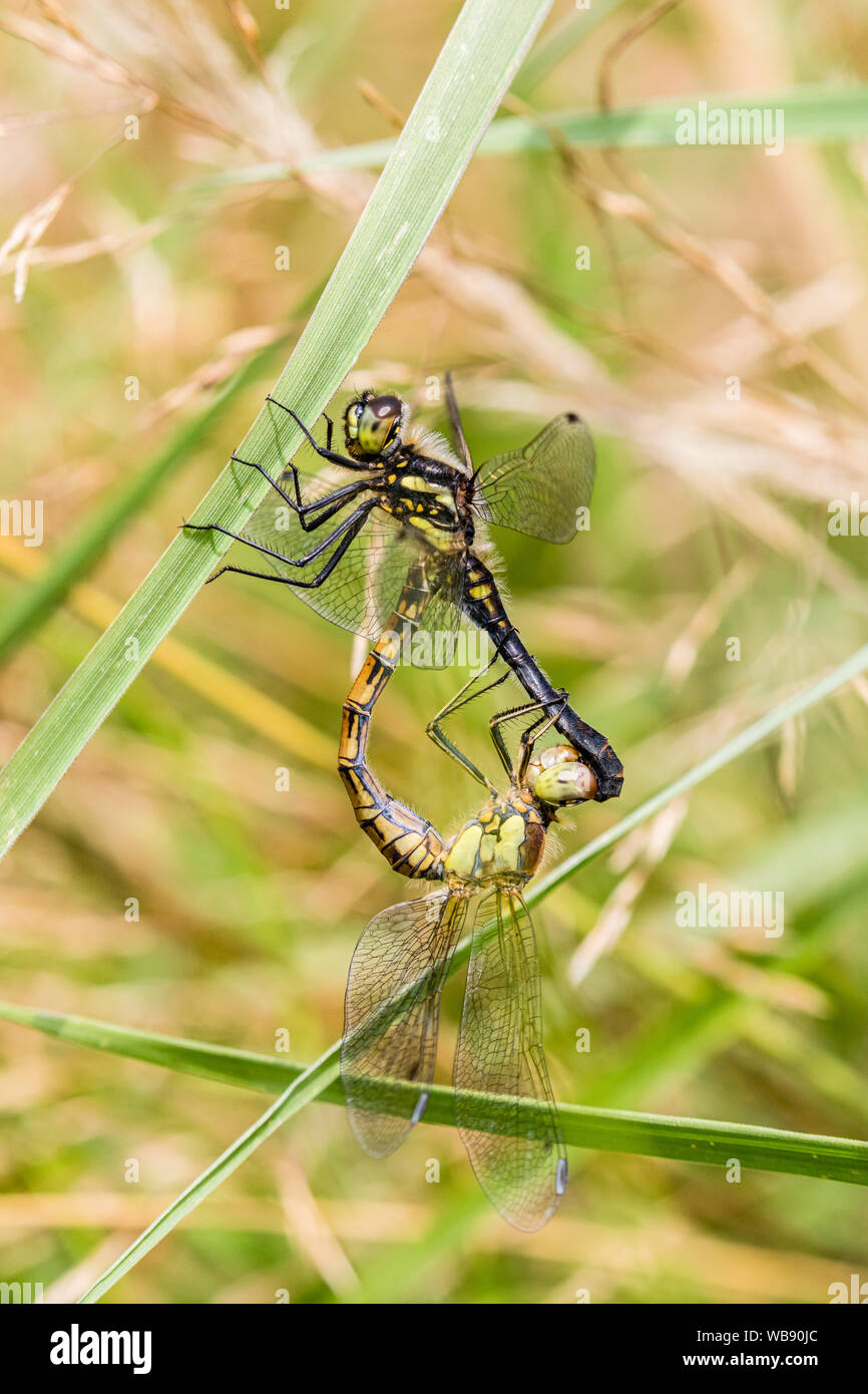 Dragon mating hi-res stock photography and images - Alamy