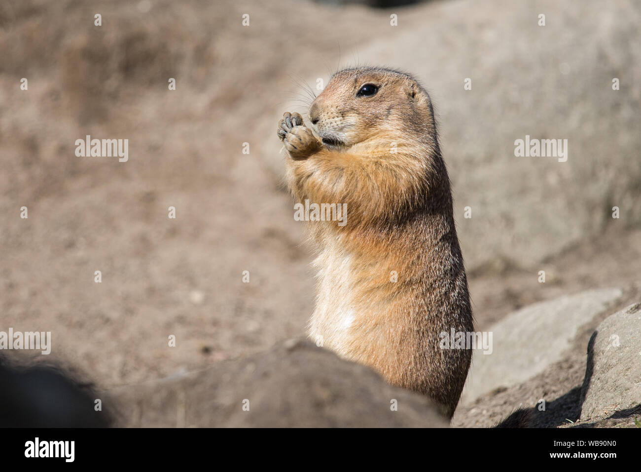 Gopher portrait hi-res stock photography and images - Alamy