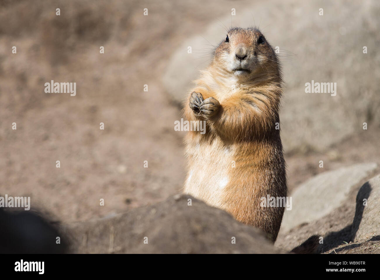 Gopher portrait hi-res stock photography and images - Alamy