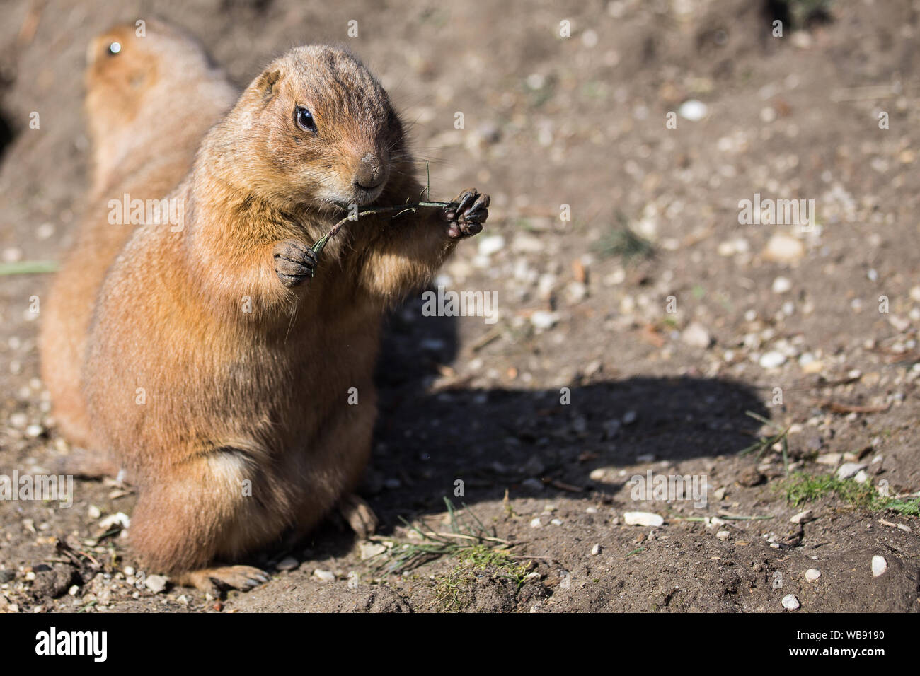 Gopher portrait hi-res stock photography and images - Alamy