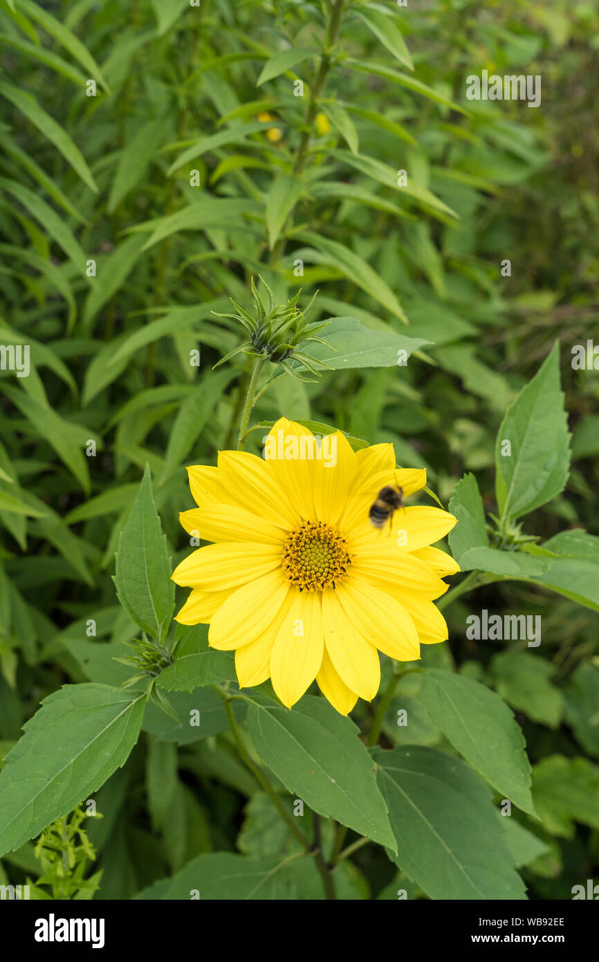 Bee leaving flower hi-res stock photography and images - Alamy