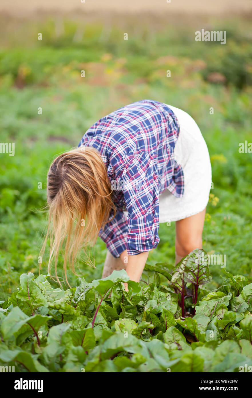 Female farmer beetroot in hi-res stock photography and images - Alamy