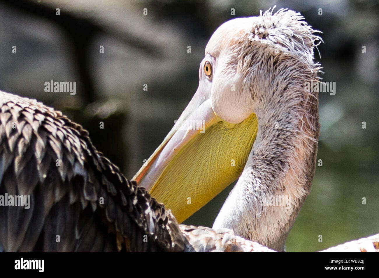 back of a pelican in the park Stock Photo - Alamy