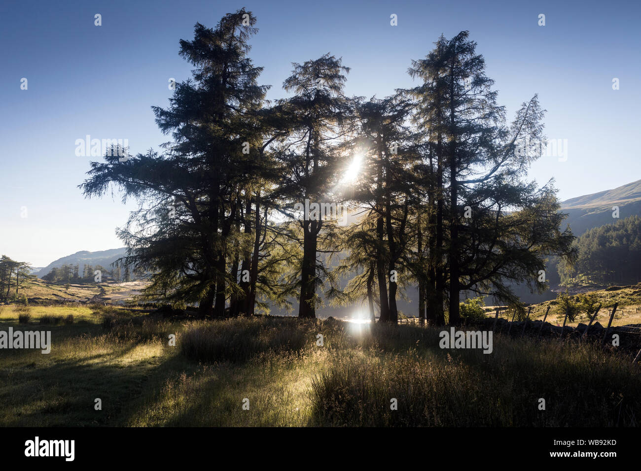 Conifer trees on the shore of Haweswater reservoir in the English Lake ...