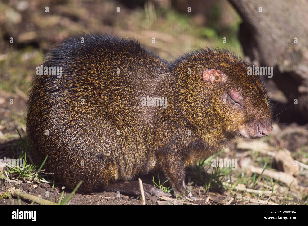 Sleeping marmot hi-res stock photography and images - Alamy