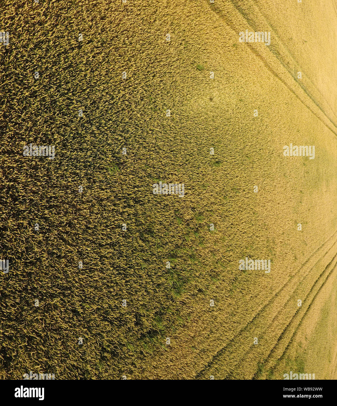 Top view wheatfield organic hi-res stock photography and images - Alamy