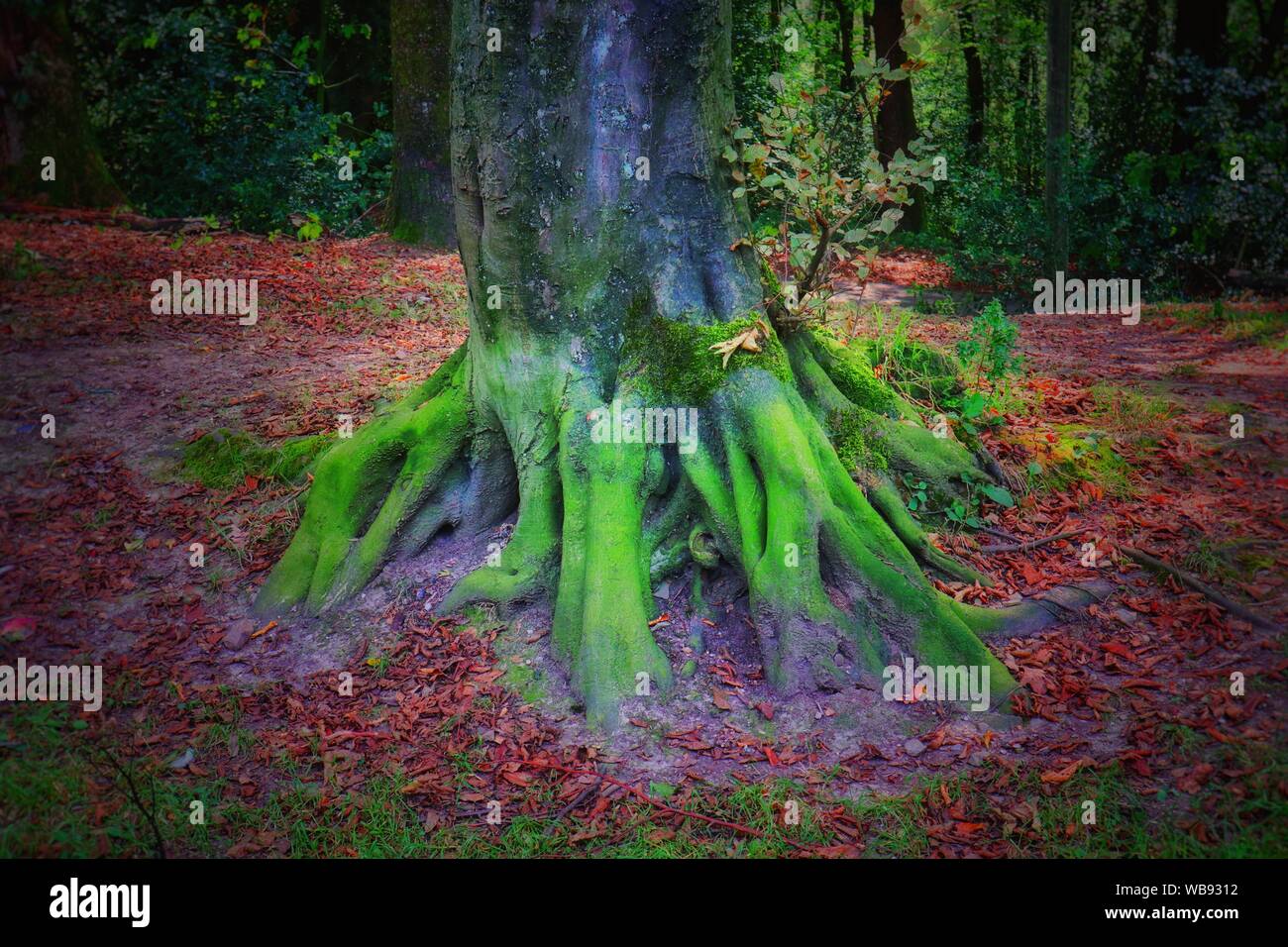 Tree Roots Overgrown with Moss Stock Photo - Alamy