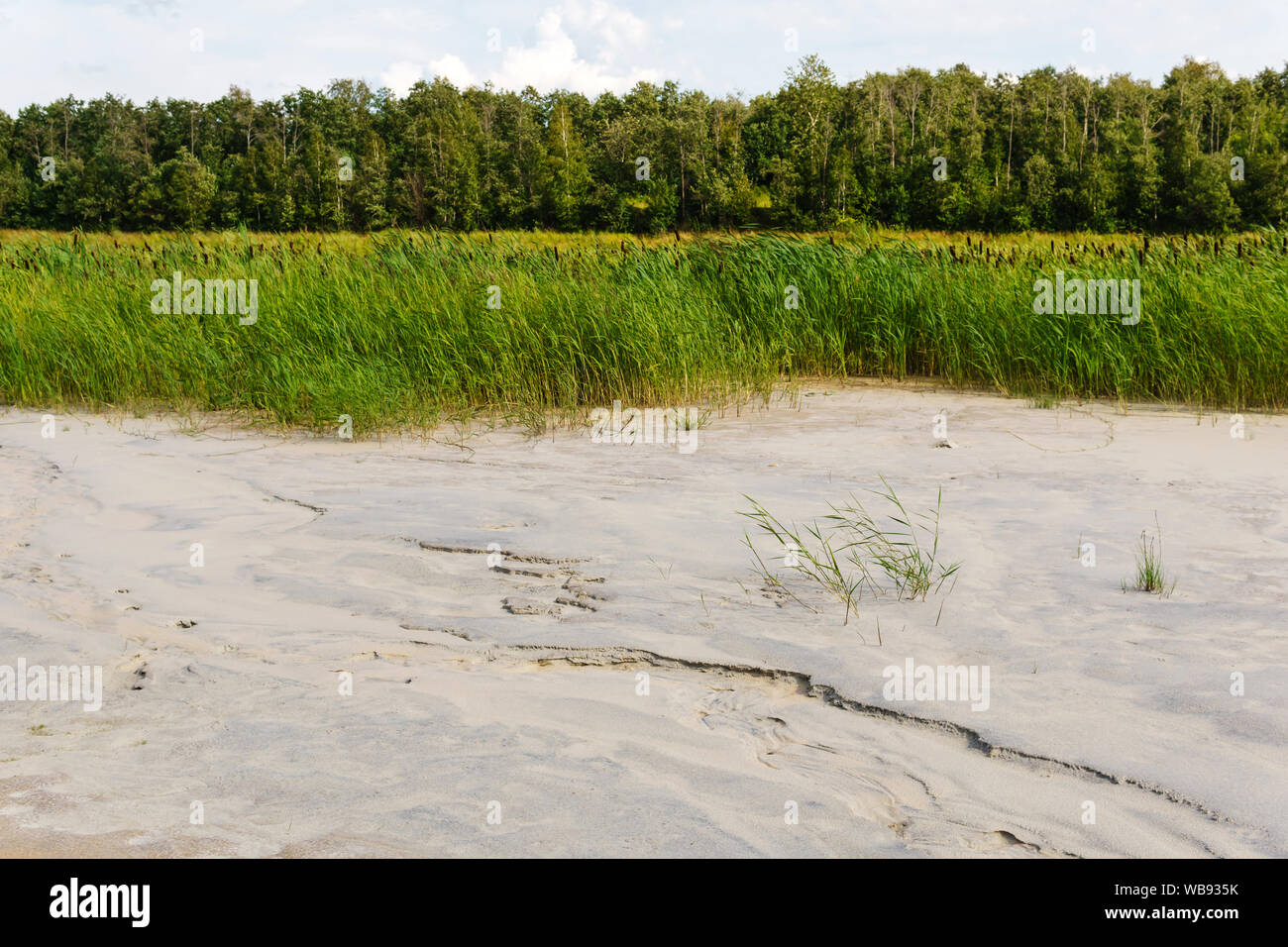 sandy bottom of a drained swamp with a cattail and forest in the ...