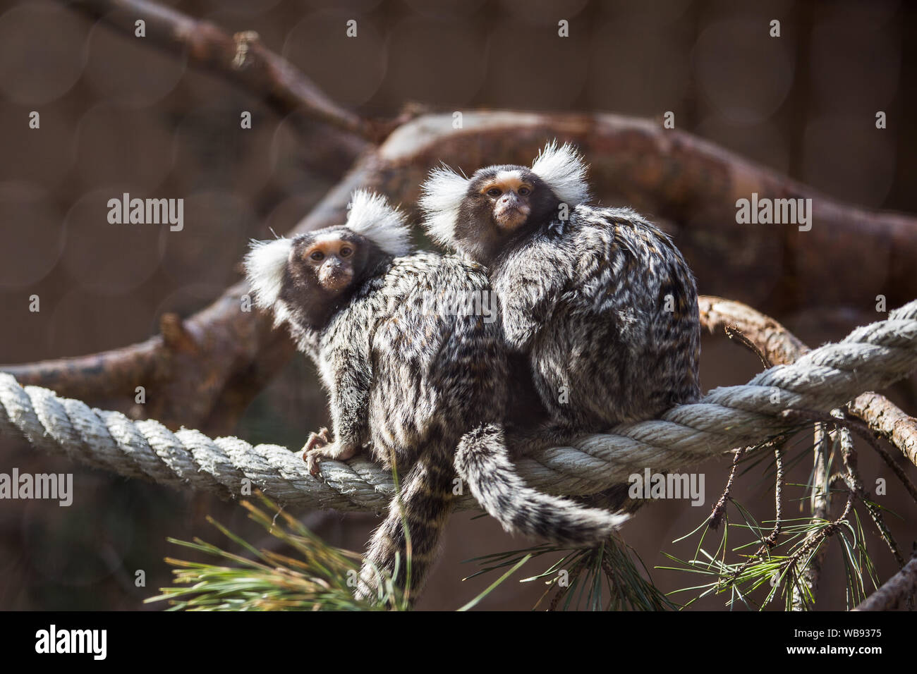 Mammal species hi-res stock photography and images - Alamy