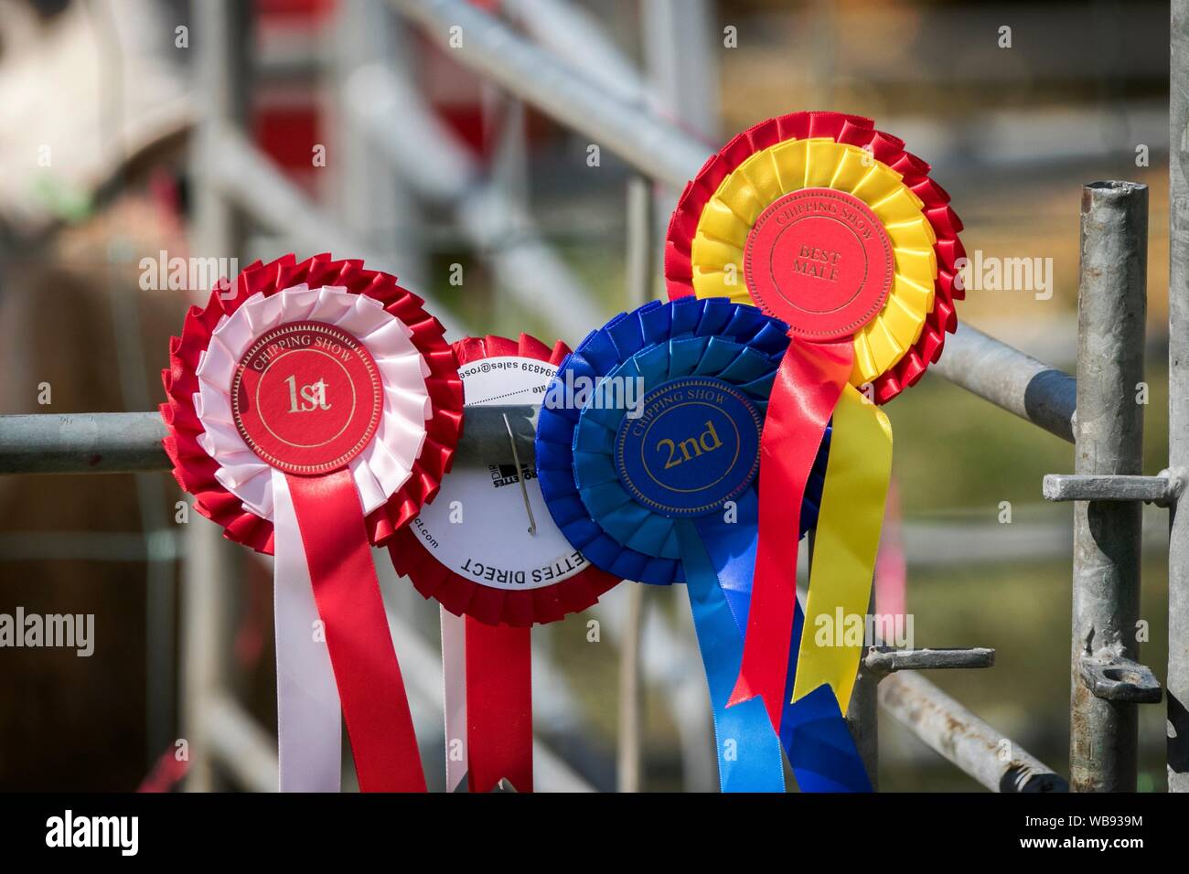 Chipping Agricultural Society 2019 in the Forest of Bowland, UK. Animal ...