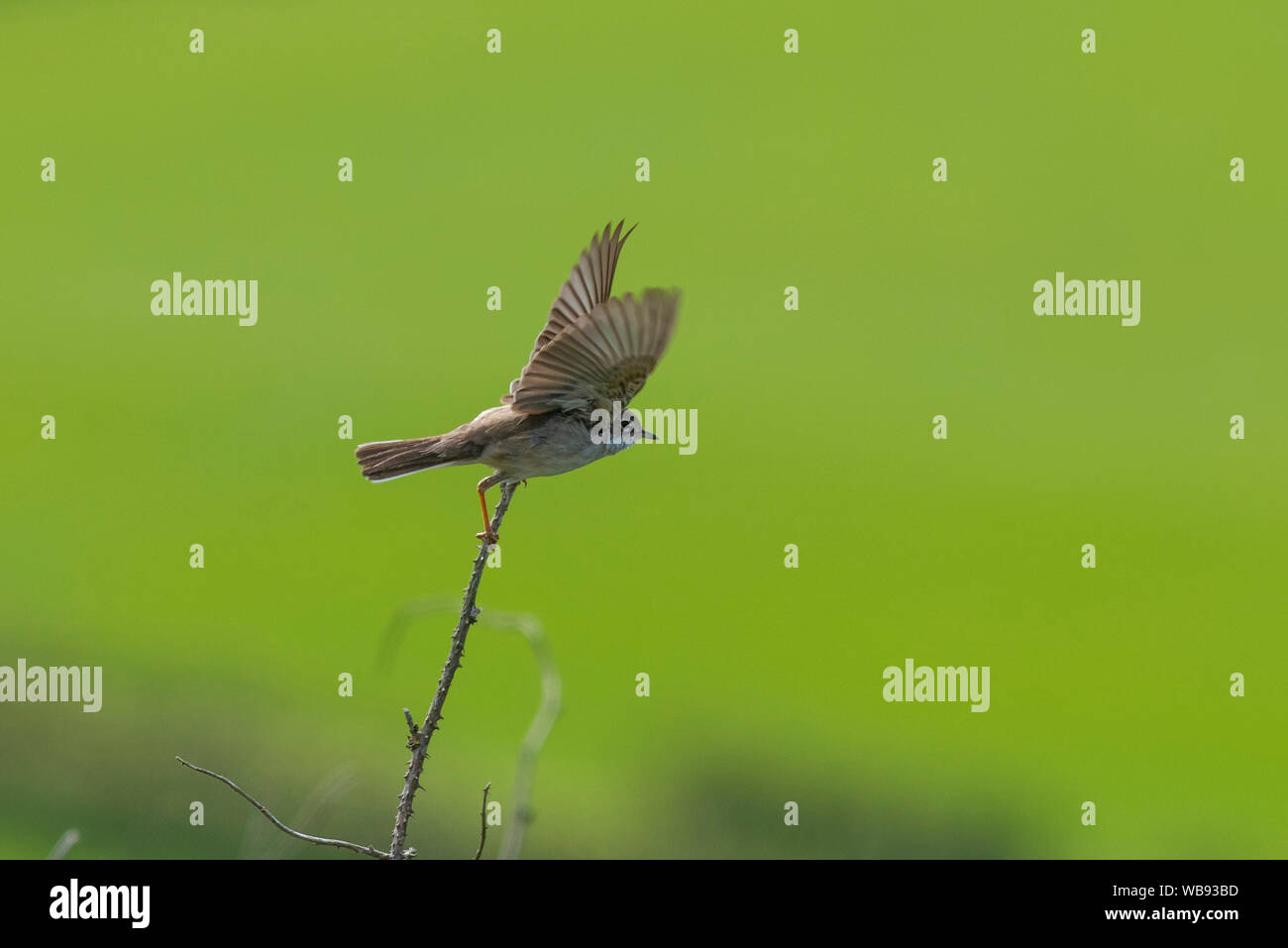 White throat flying from a twig with a soft green background Stock ...