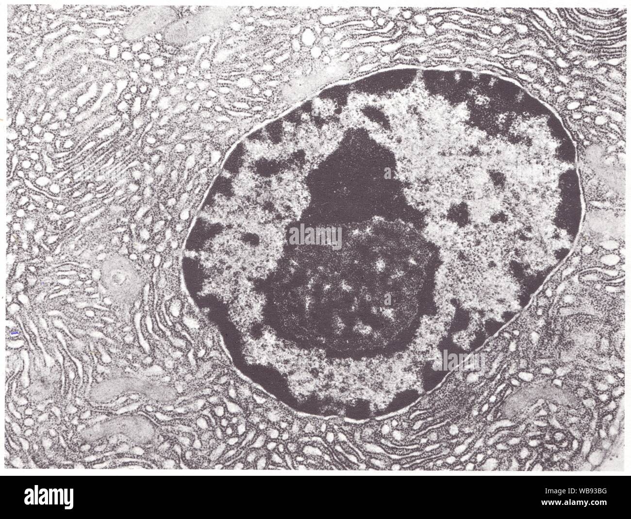 Cellule biologie microscope hi-res stock photography and images - Alamy