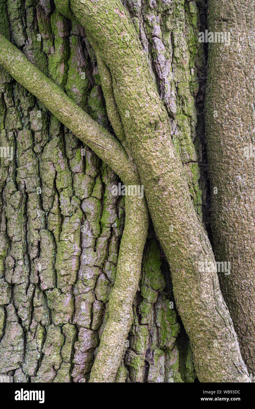 Ivy stems on an old forest tree trunk Stock Photo - Alamy