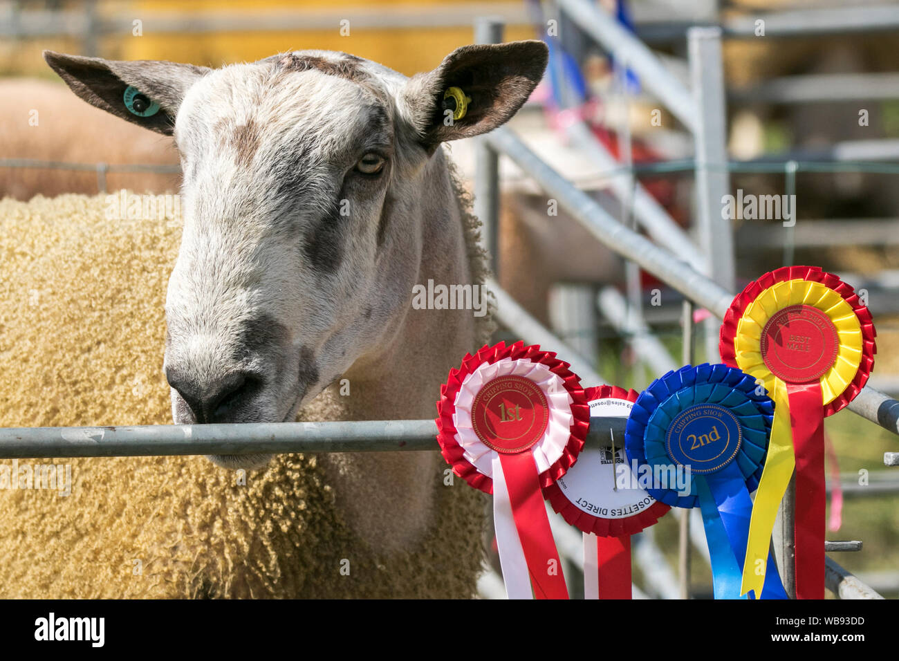 Chipping Agricultural Society 2019 in the Forest of Bowland, UK. Animal ...