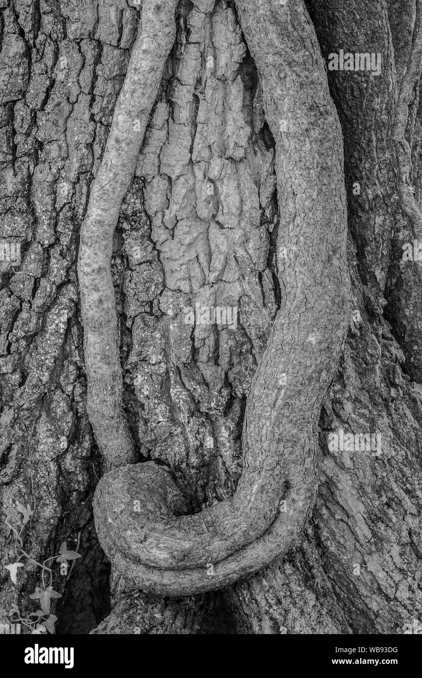 Shadows tree trunk on Black and White Stock Photos & Images - Alamy