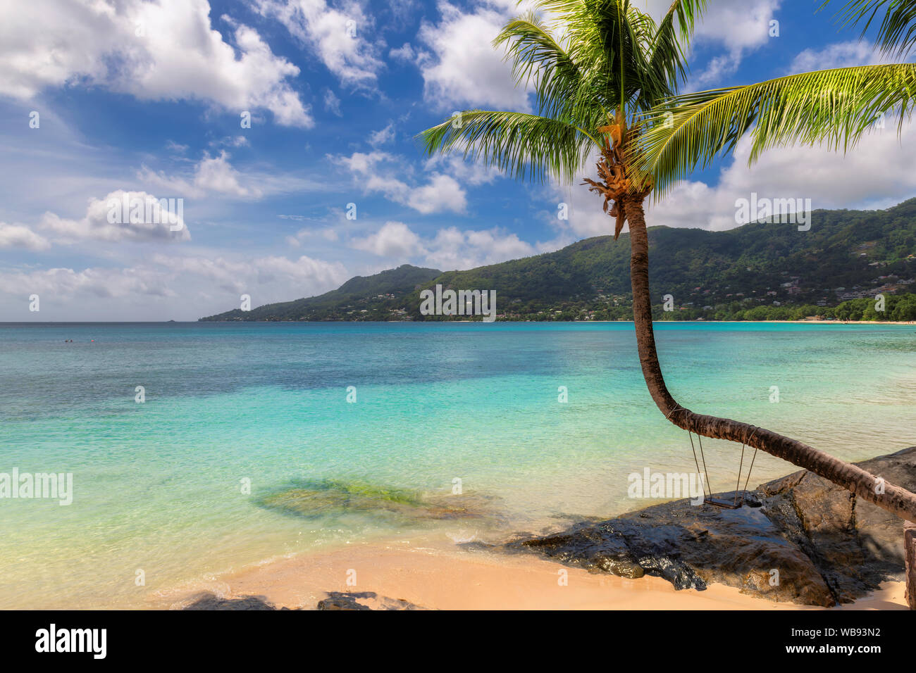 Coconut palm tree on tropical beach in Seychelles Stock Photo - Alamy