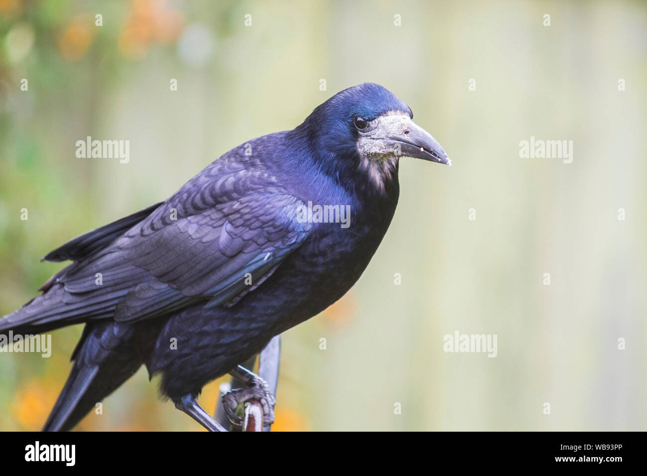 Rook isolated hi-res stock photography and images - Alamy