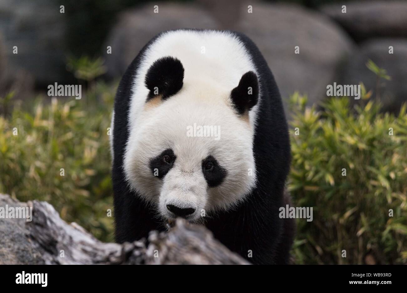 Adelaide, Australia. 25th Aug, 2019. Panda Wang Wang is on its way to ...