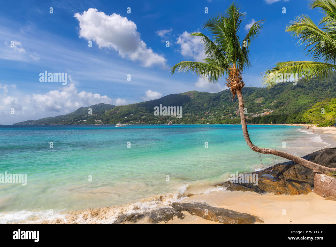 Coconut palm tree on tropical beach in Seychelles Stock Photo - Alamy