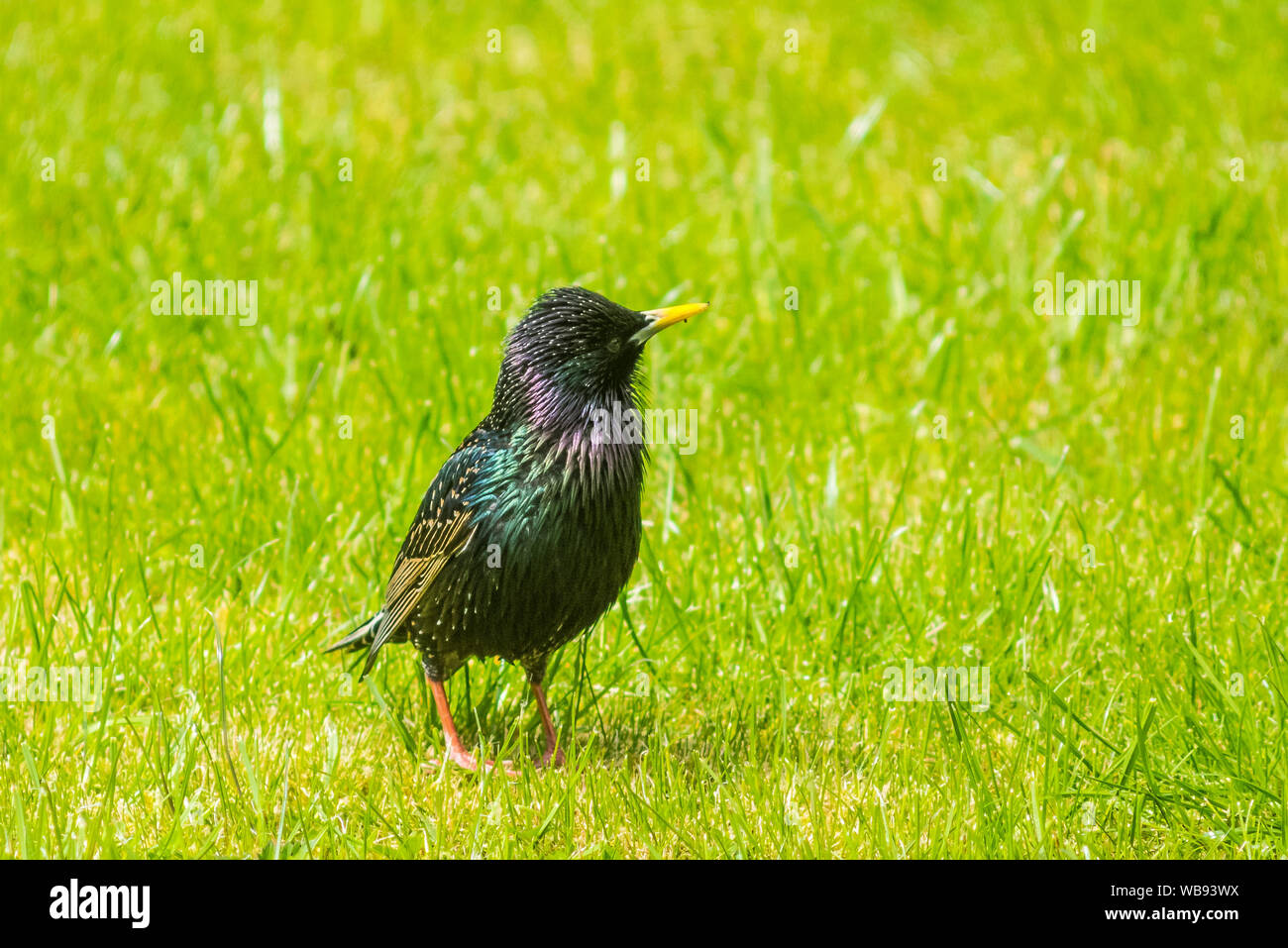 Common starling eye hi-res stock photography and images - Alamy