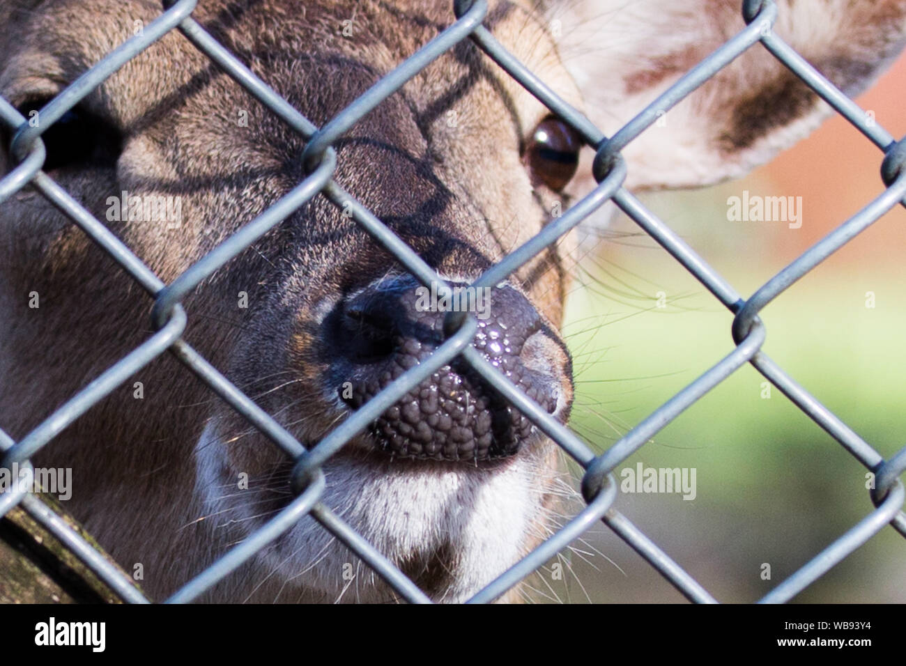 nose of a deer Stock Photo - Alamy