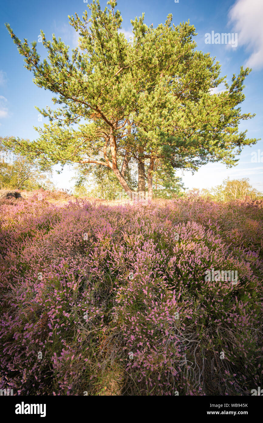 Heather growth creating a pink path to tree shining in golden light ...