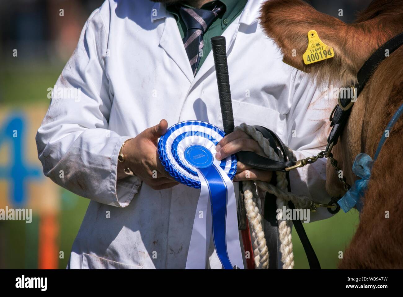 Chipping Agricultural Society 2019 in the Forest of Bowland, UK. Animal ...