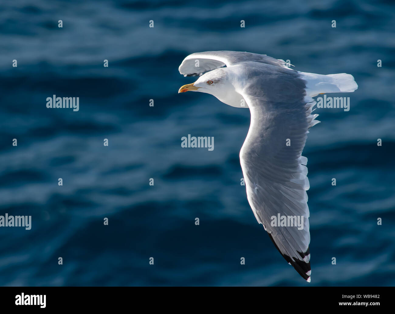 Flying seagull wildlife hi-res stock photography and images - Alamy
