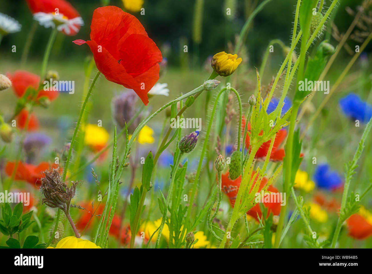 wildflower meadow in english countryside Stock Photo - Alamy