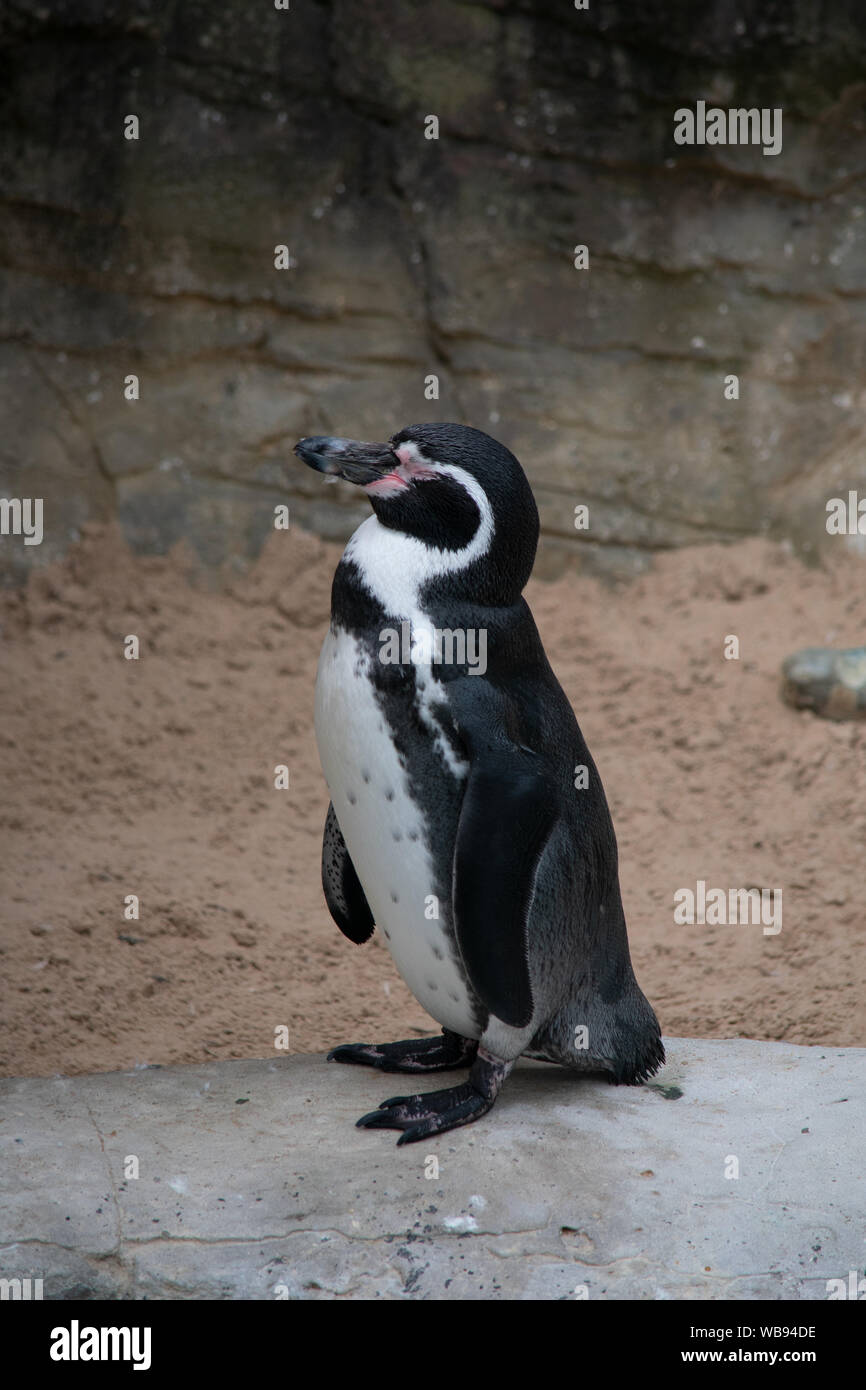 Standing Humboldt Penguin Stock Photo - Alamy