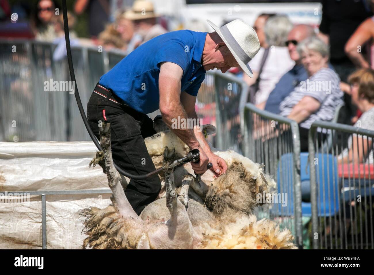A sheep shearing display by Joe Neery from Longhorn shearing at the ...